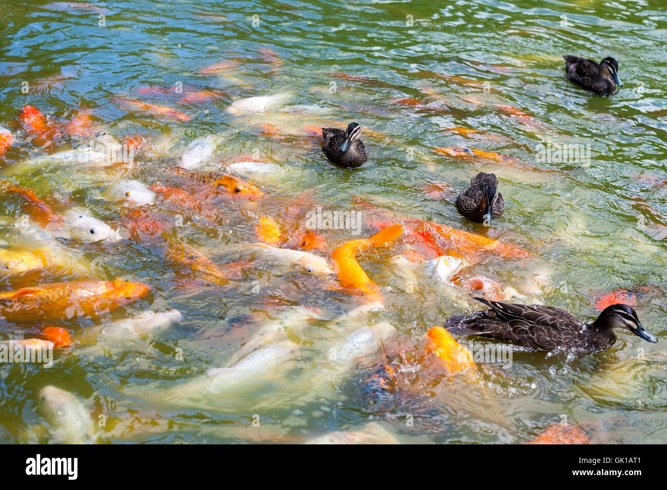 Large group of Koi Carp feeding. Orange and white Stock Photo - Alamy