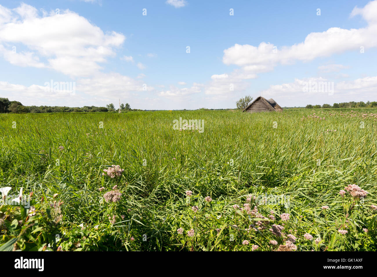 A thatched hut appears sunken in the dense reed beds at Horsey Estate ...