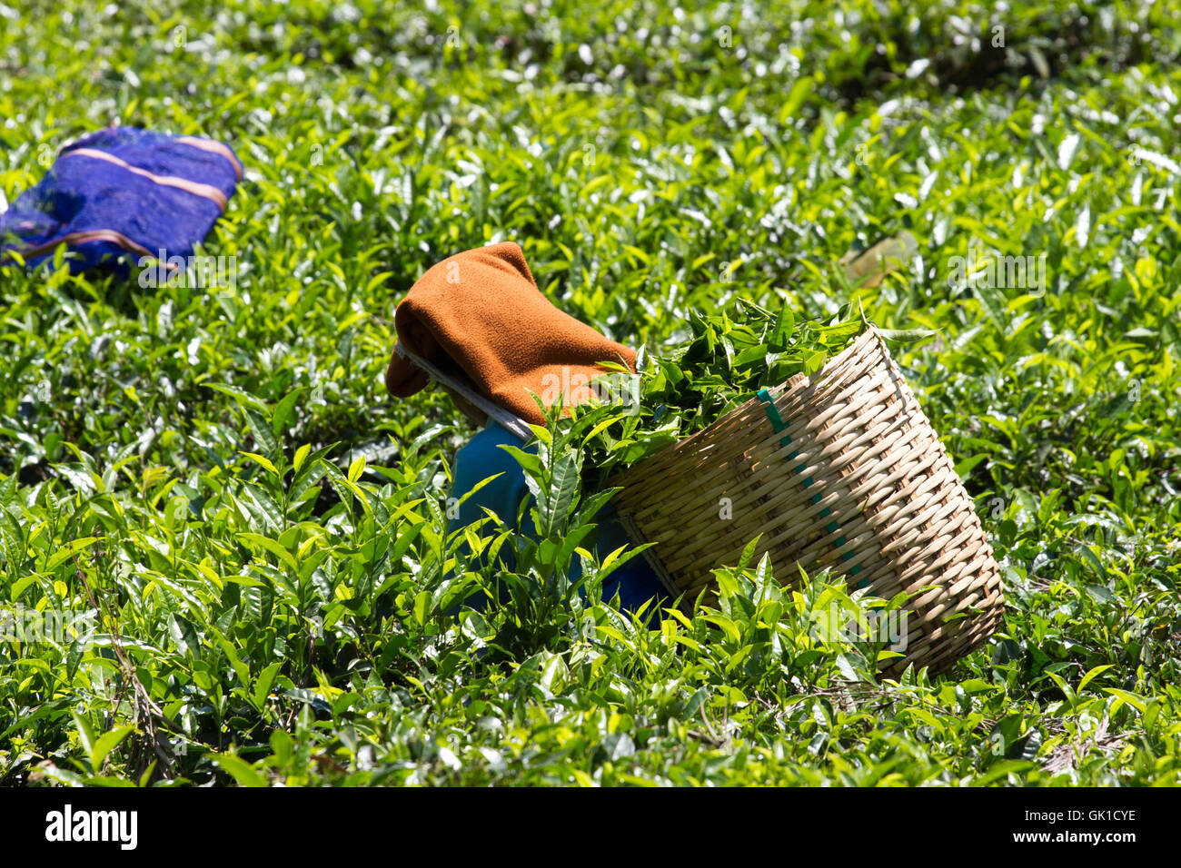 Coonoor , Tamil Nadu, India, March 22, 201 Unidentified woman collect ...