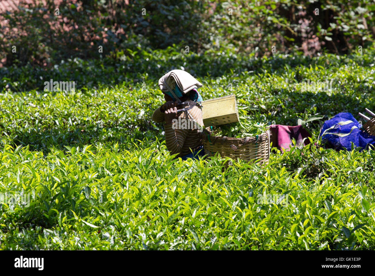 Tea picker field basket india hi-res stock photography and images - Alamy