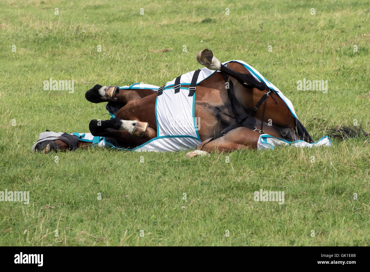 Horse rolling on the ground Stock Photo - Alamy