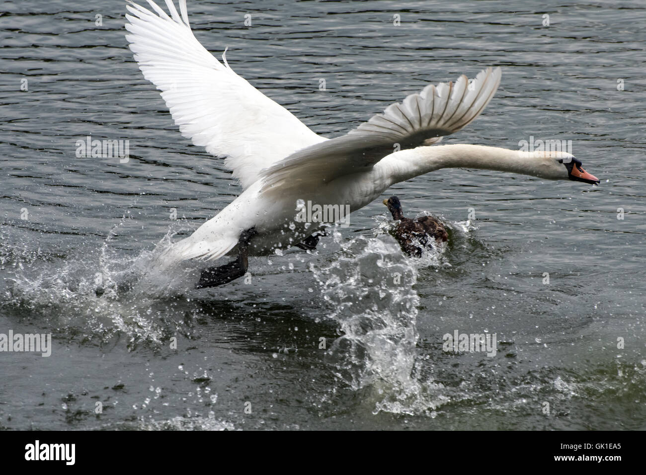 Swan taking off from water with a mallard duck in the way Stock Photo ...