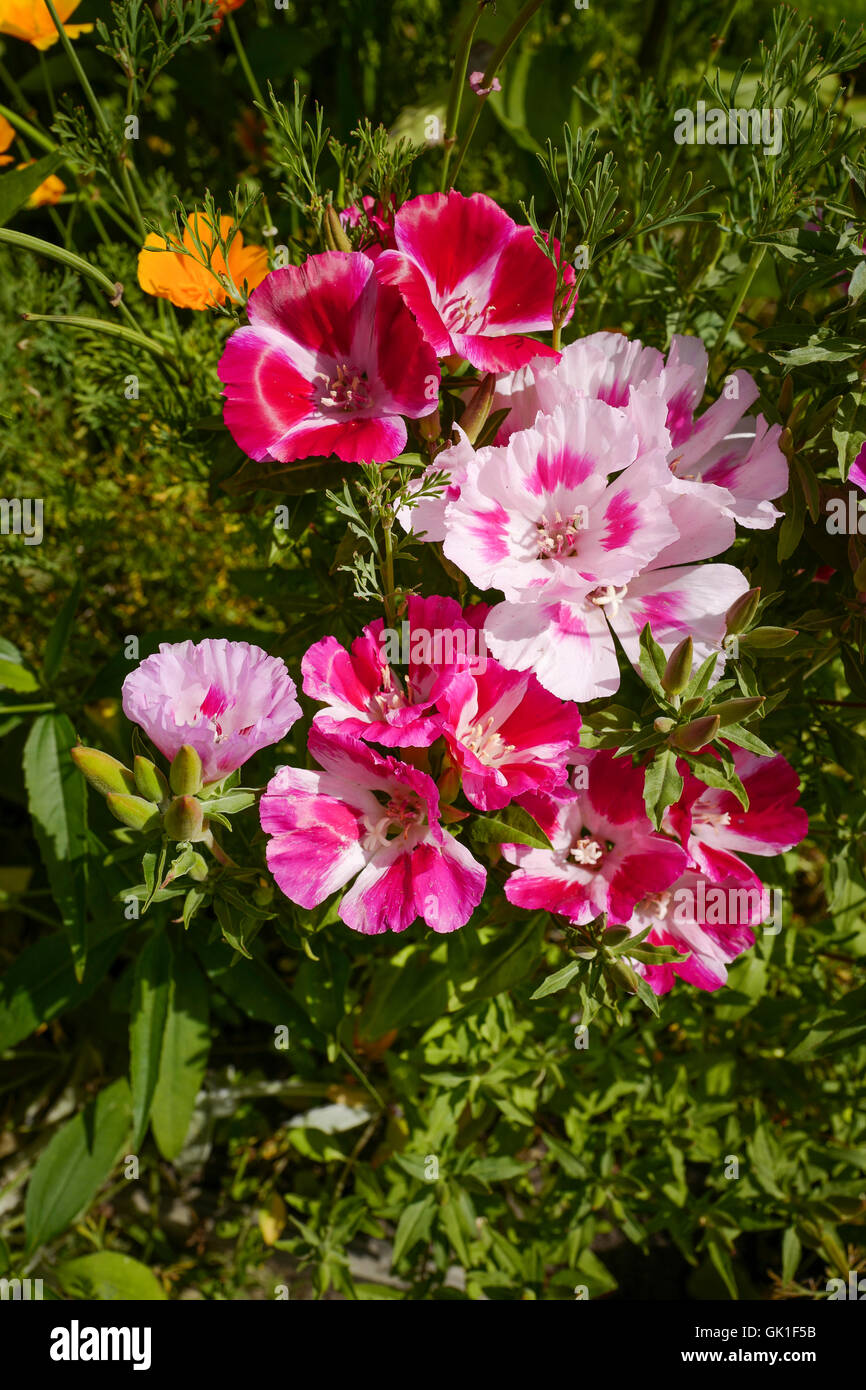Godetia in a flower garden Stock Photo - Alamy