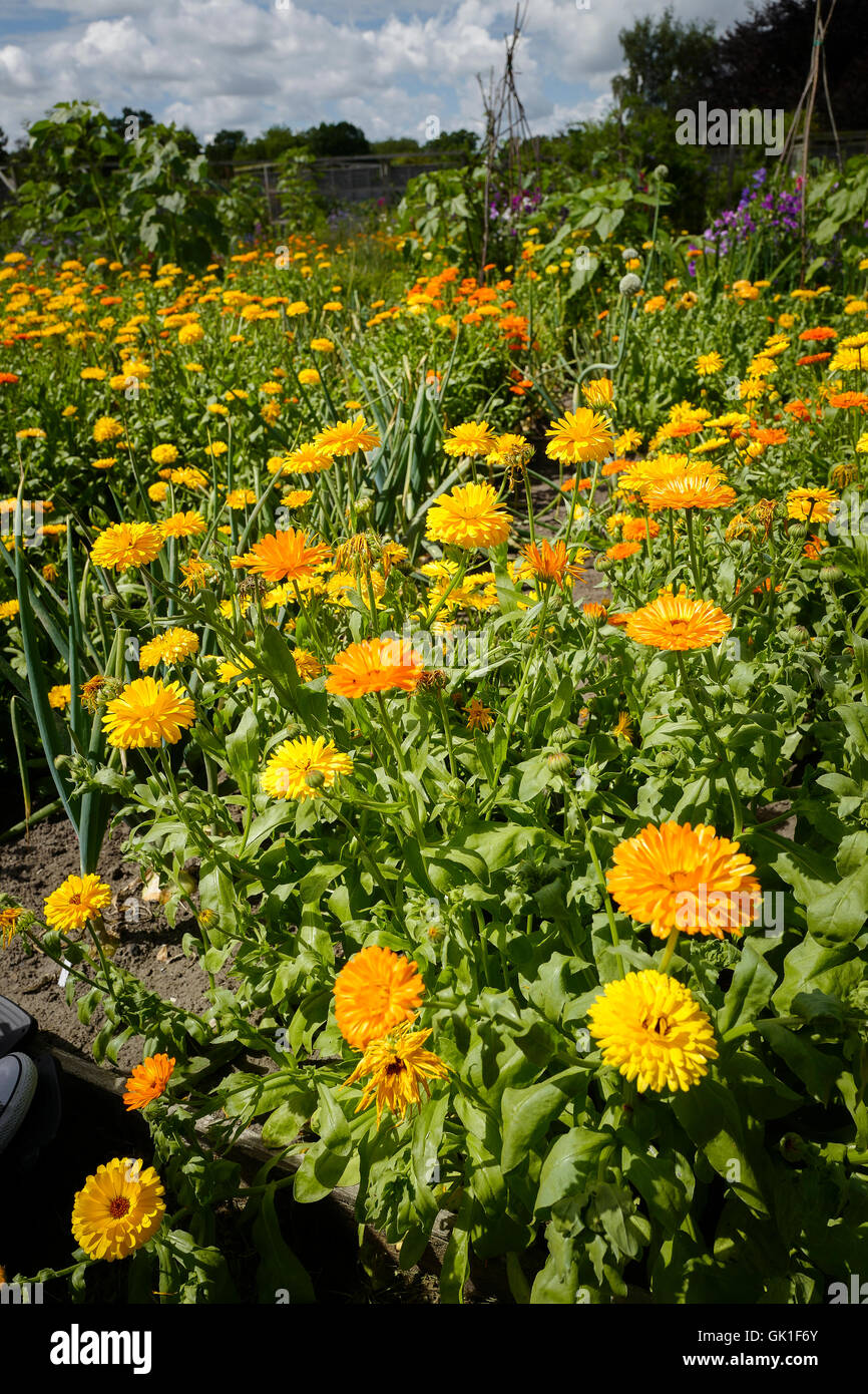 A flower bed growing calendula in a community garden in Wiltshire UK ...