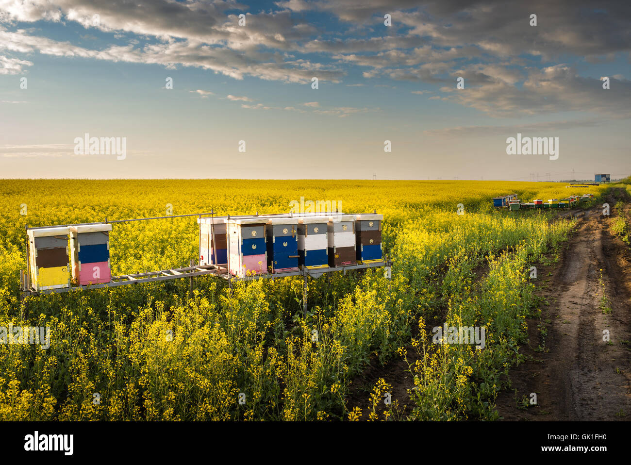 Apiary in the field of rapeseed Stock Photo - Alamy