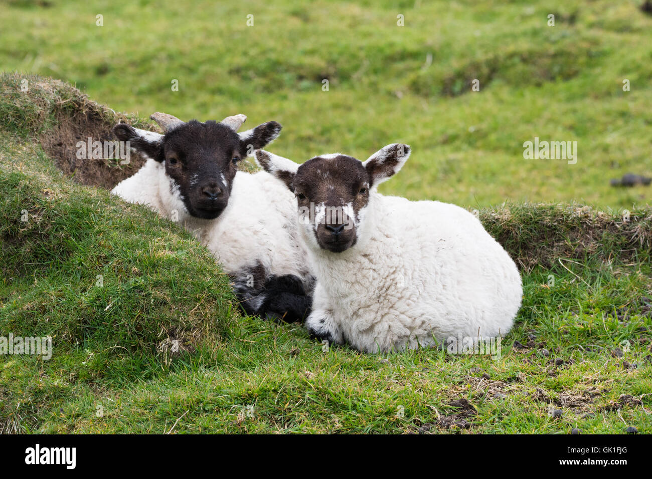 Sheep huddle hi-res stock photography and images - Alamy