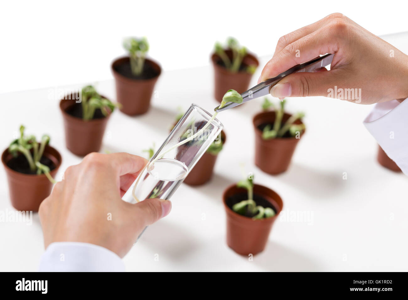 Scientists in the lab doing a science experiment Stock Photo - Alamy
