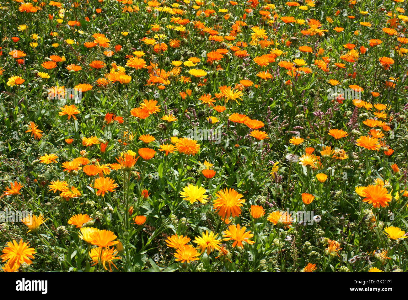 Red calendula flower hi-res stock photography and images - Alamy