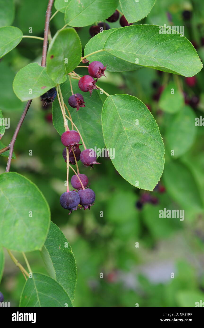 fruit branch food Stock Photo - Alamy