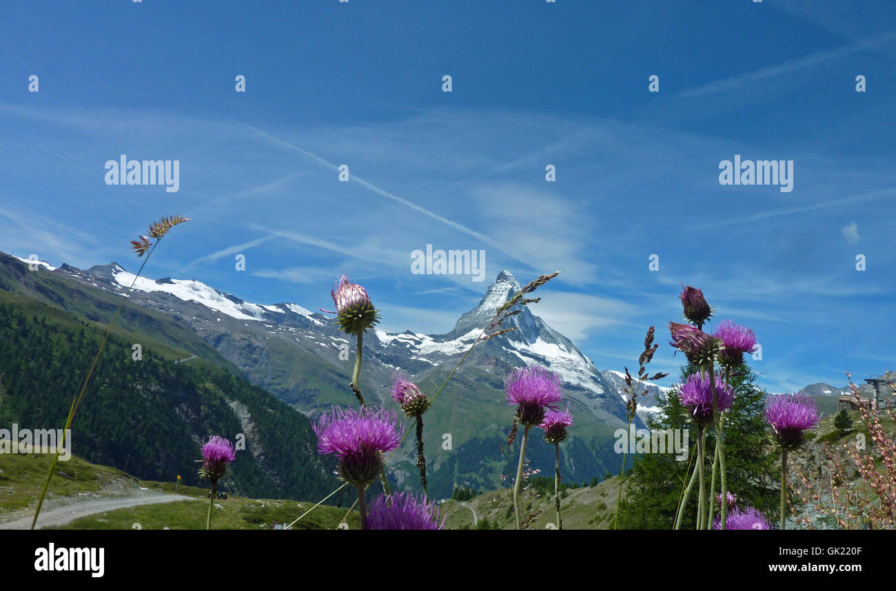 The matterhorn flowers hi-res stock photography and images - Alamy