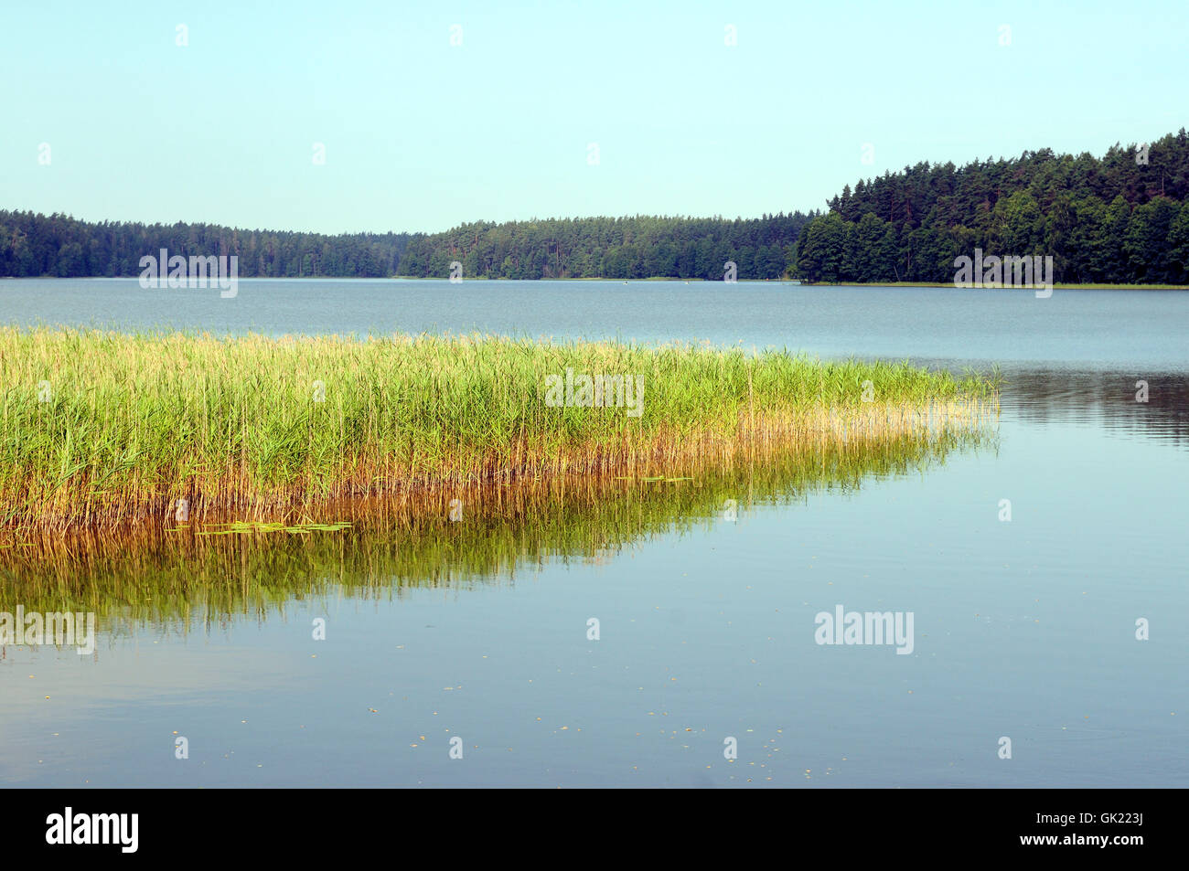 Water reed hi-res stock photography and images - Alamy