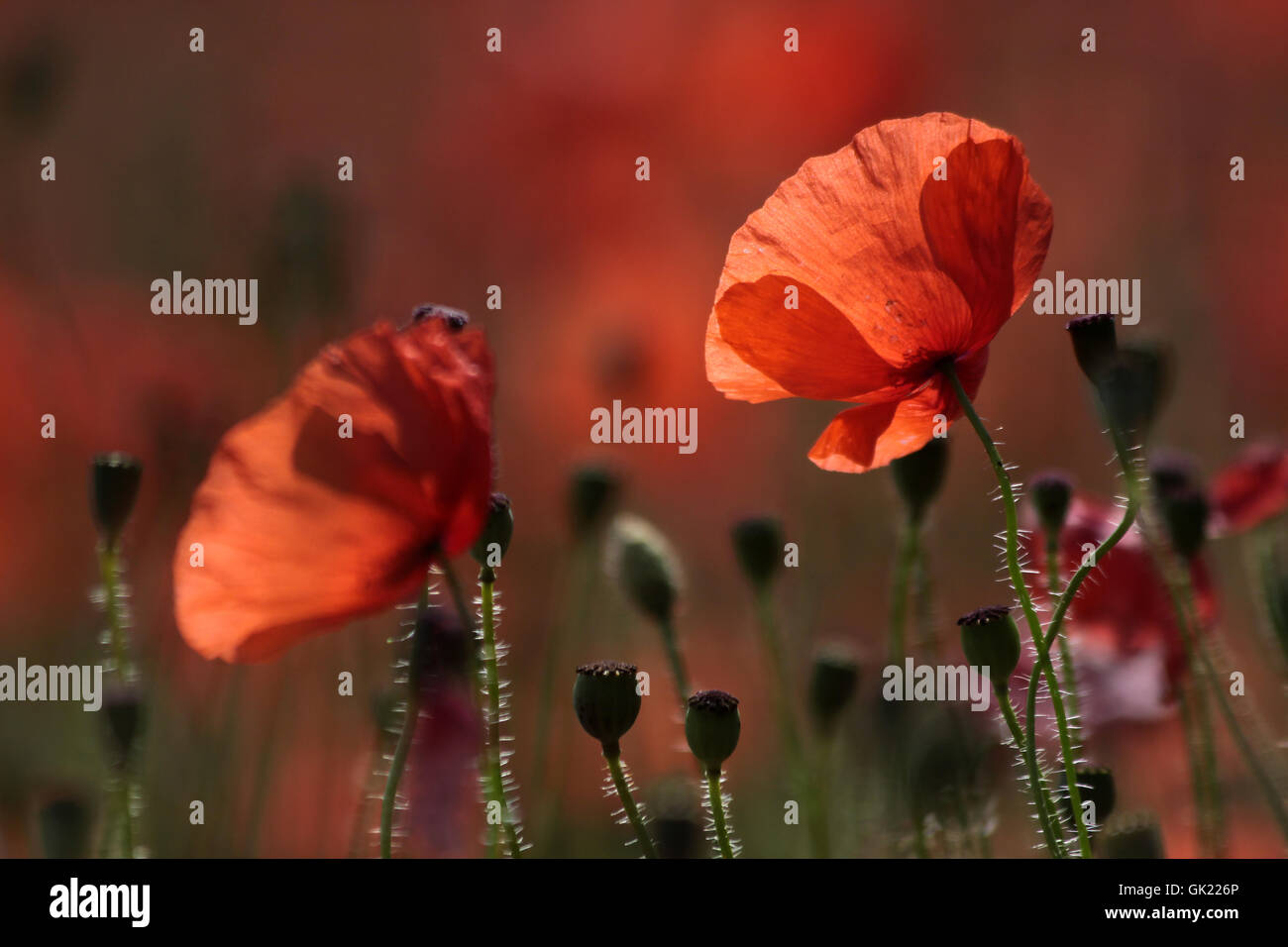 Poppies provence france hi-res stock photography and images - Alamy
