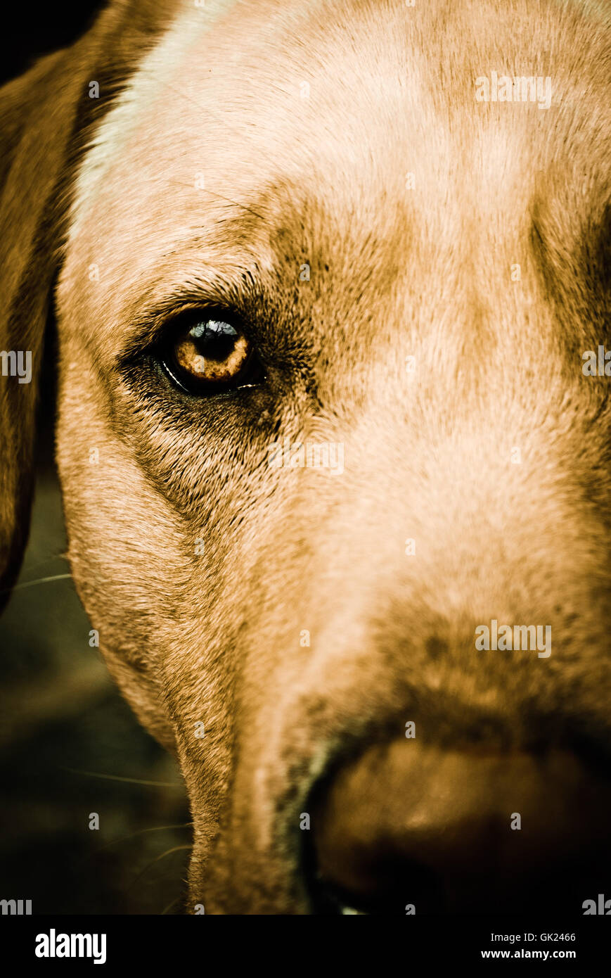 Animal front face hi-res stock photography and images - Alamy
