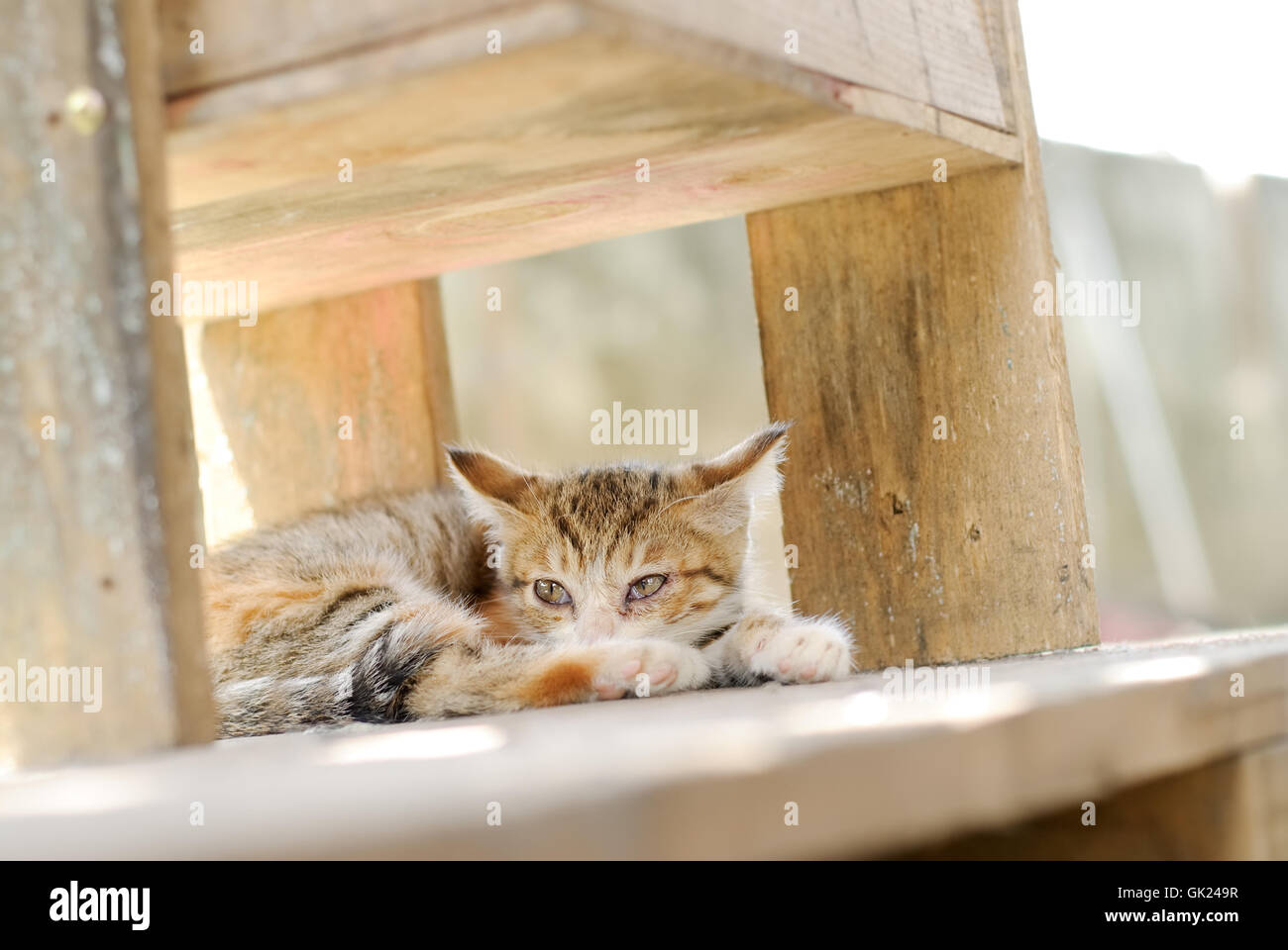 city town animal Stock Photo - Alamy