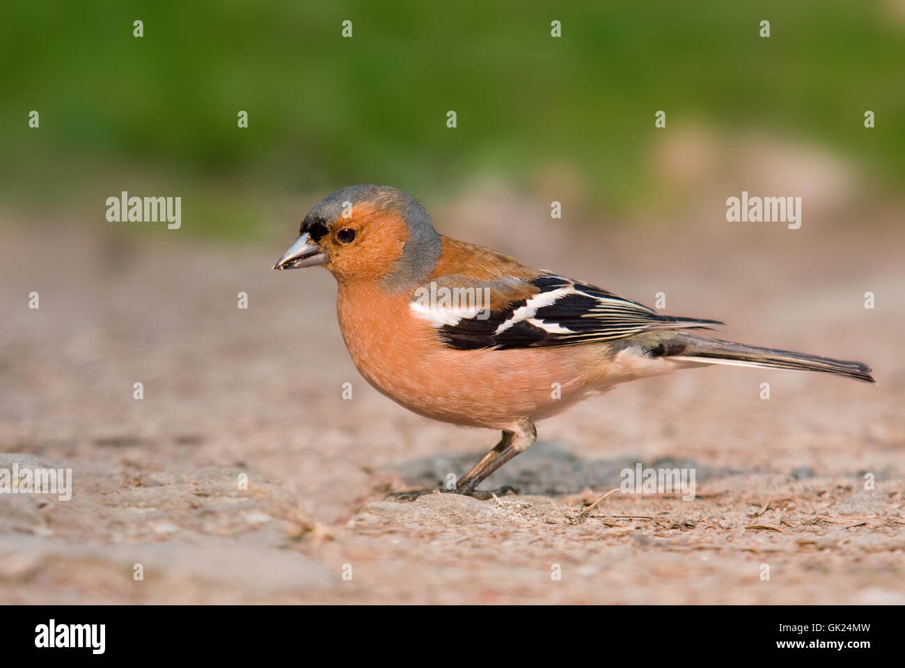 Singing chaffinch hi-res stock photography and images - Alamy