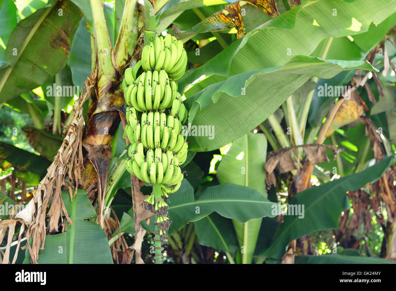 tree fruit banana Stock Photo - Alamy