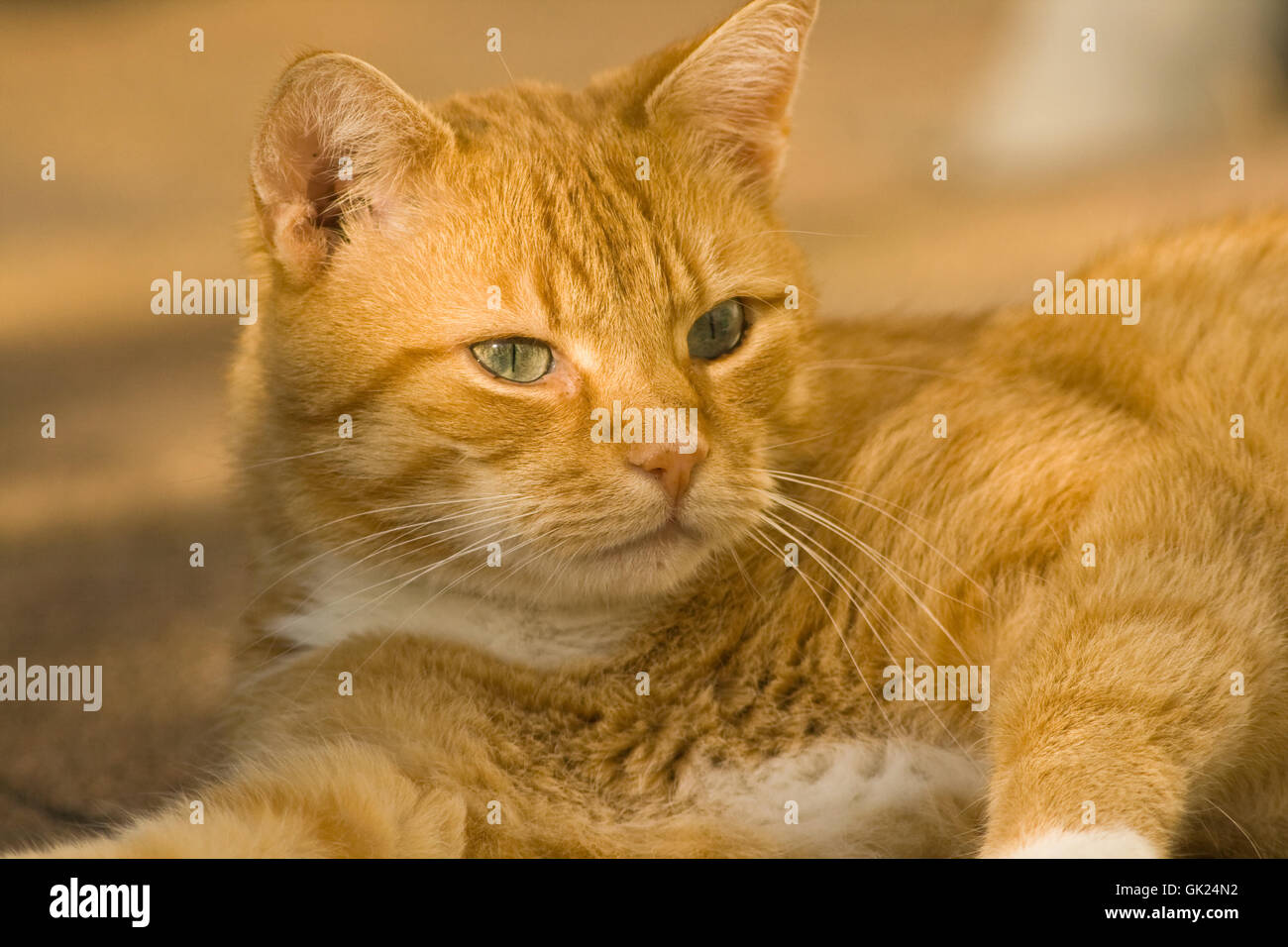 portrait pussycat cat Stock Photo - Alamy