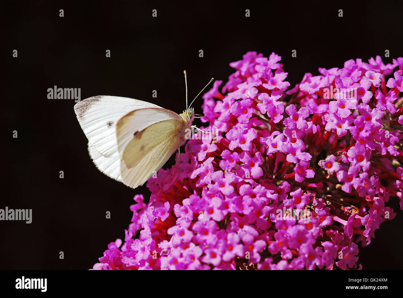 butterfly black man moth Stock Photo - Alamy