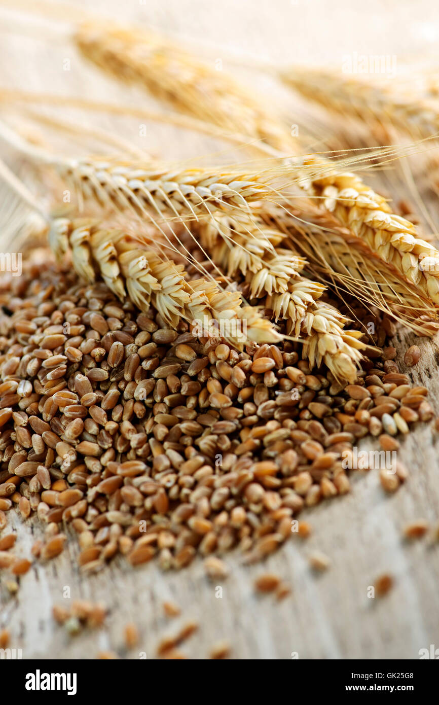 grain wheat kernels Stock Photo - Alamy