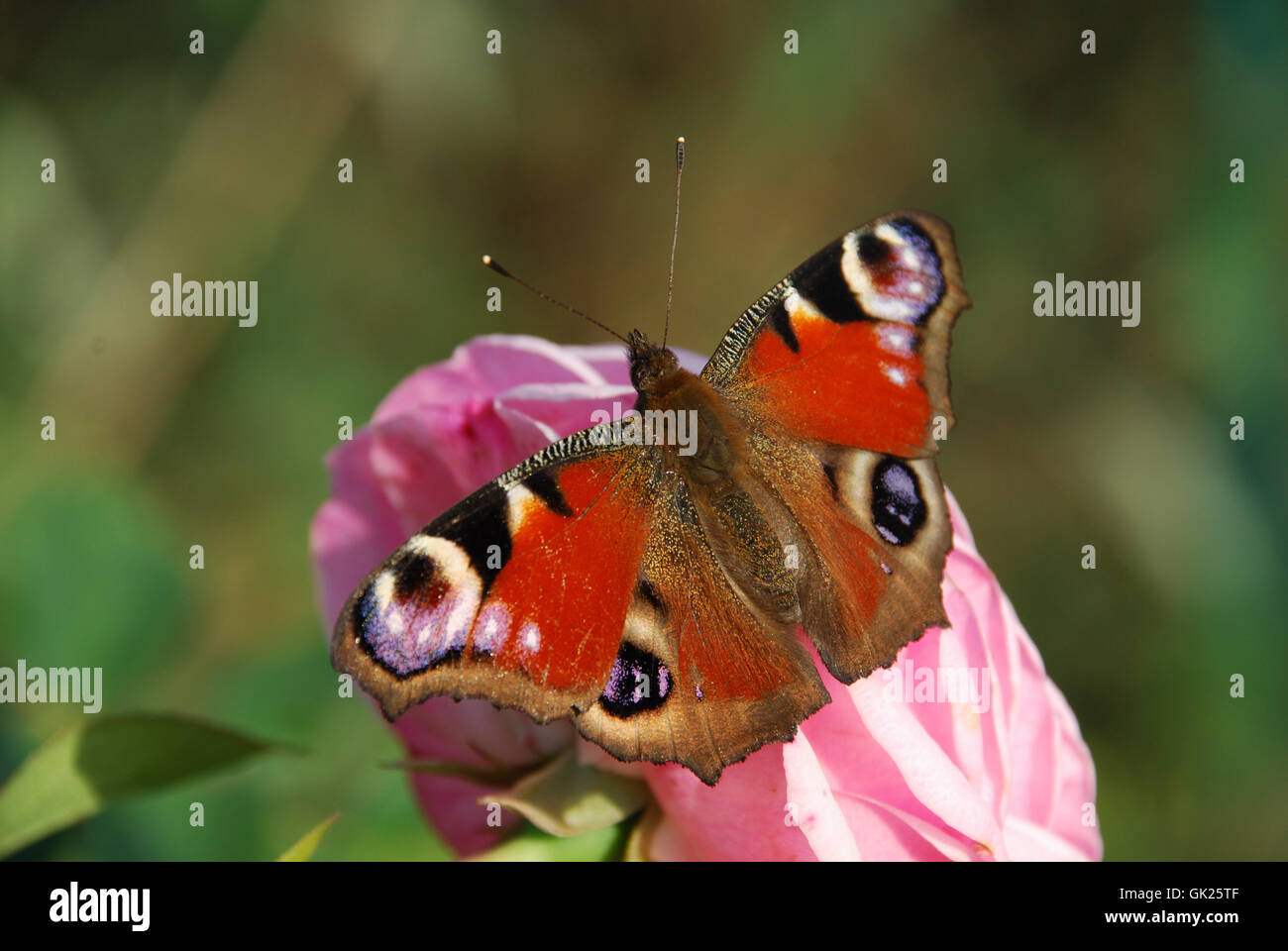 rose with butterfly Stock Photo - Alamy