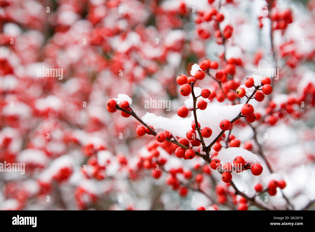Cocaine tree hi-res stock photography and images - Alamy