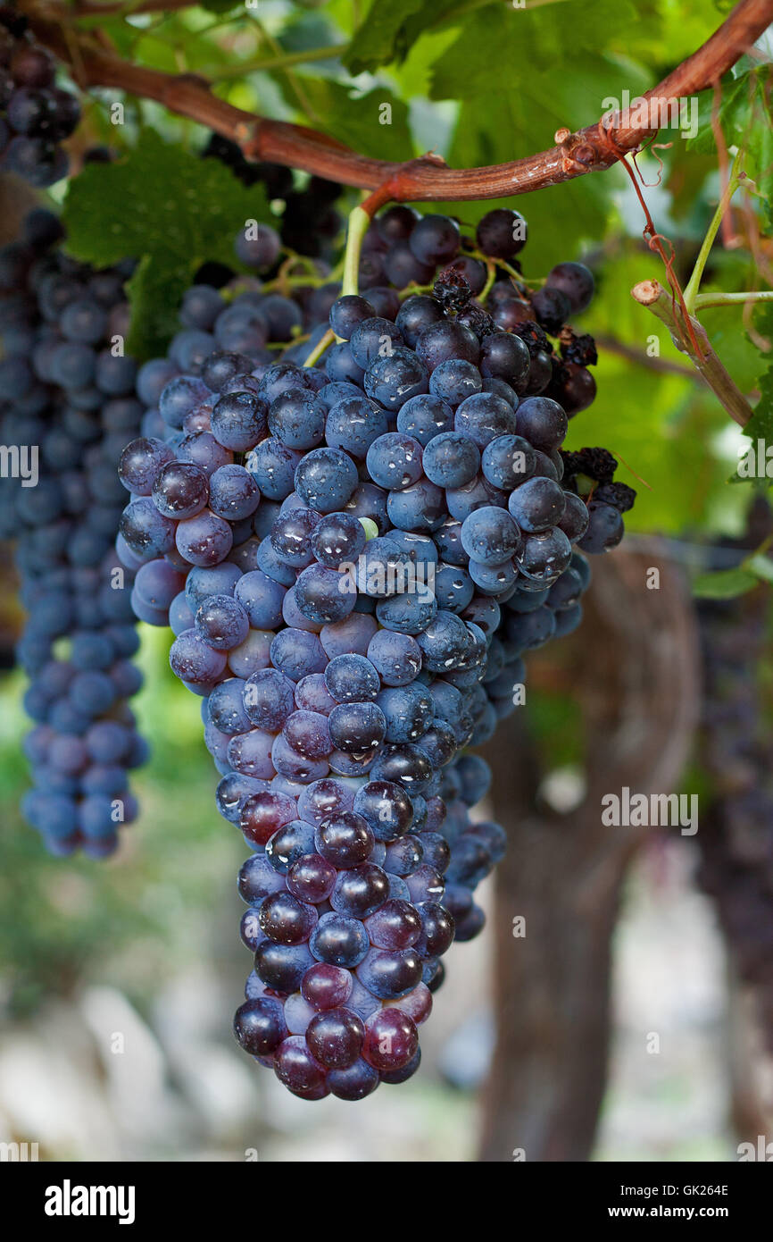 wine spain grapes Stock Photo - Alamy