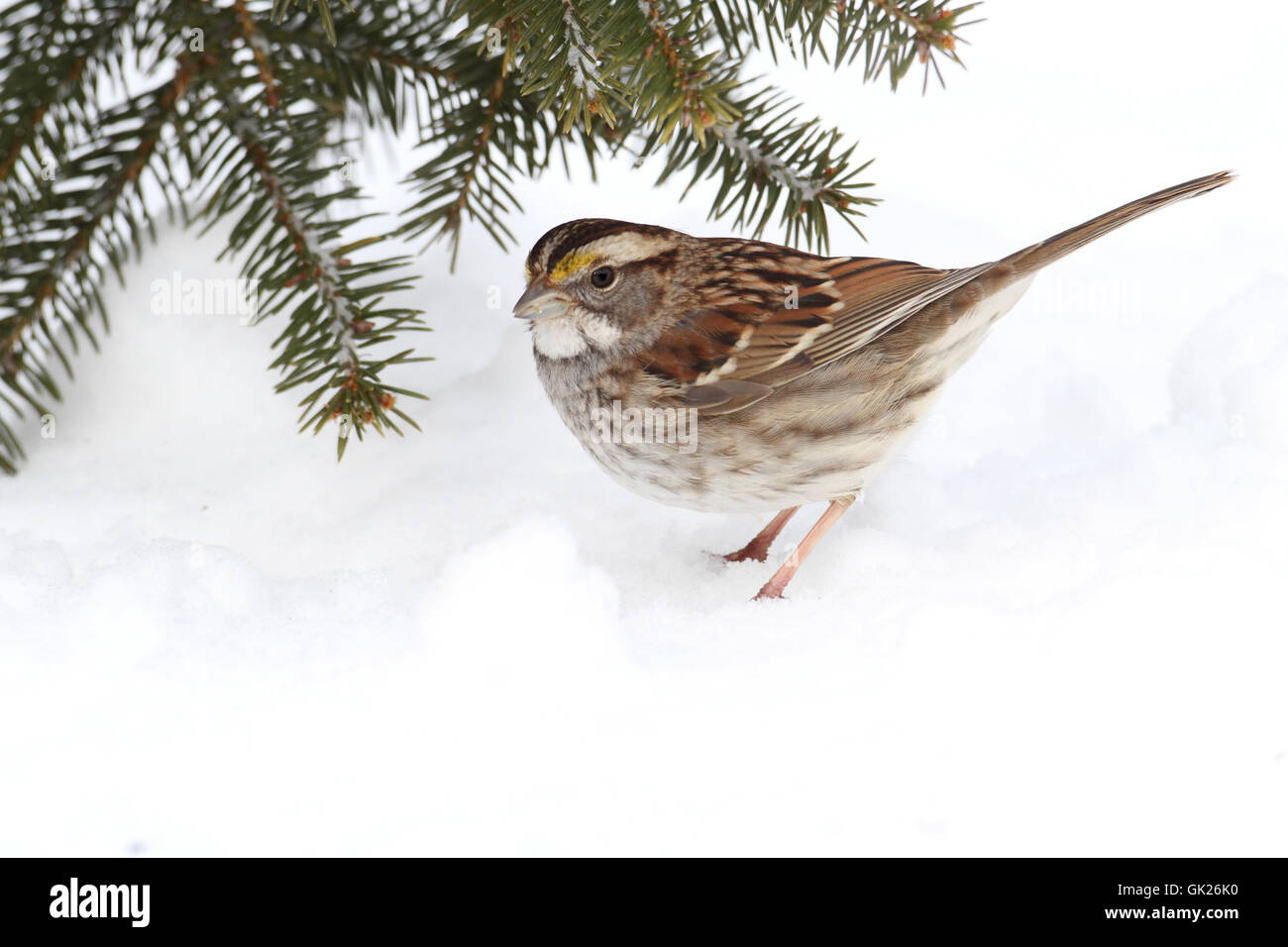 Pine needles animal hi-res stock photography and images - Alamy