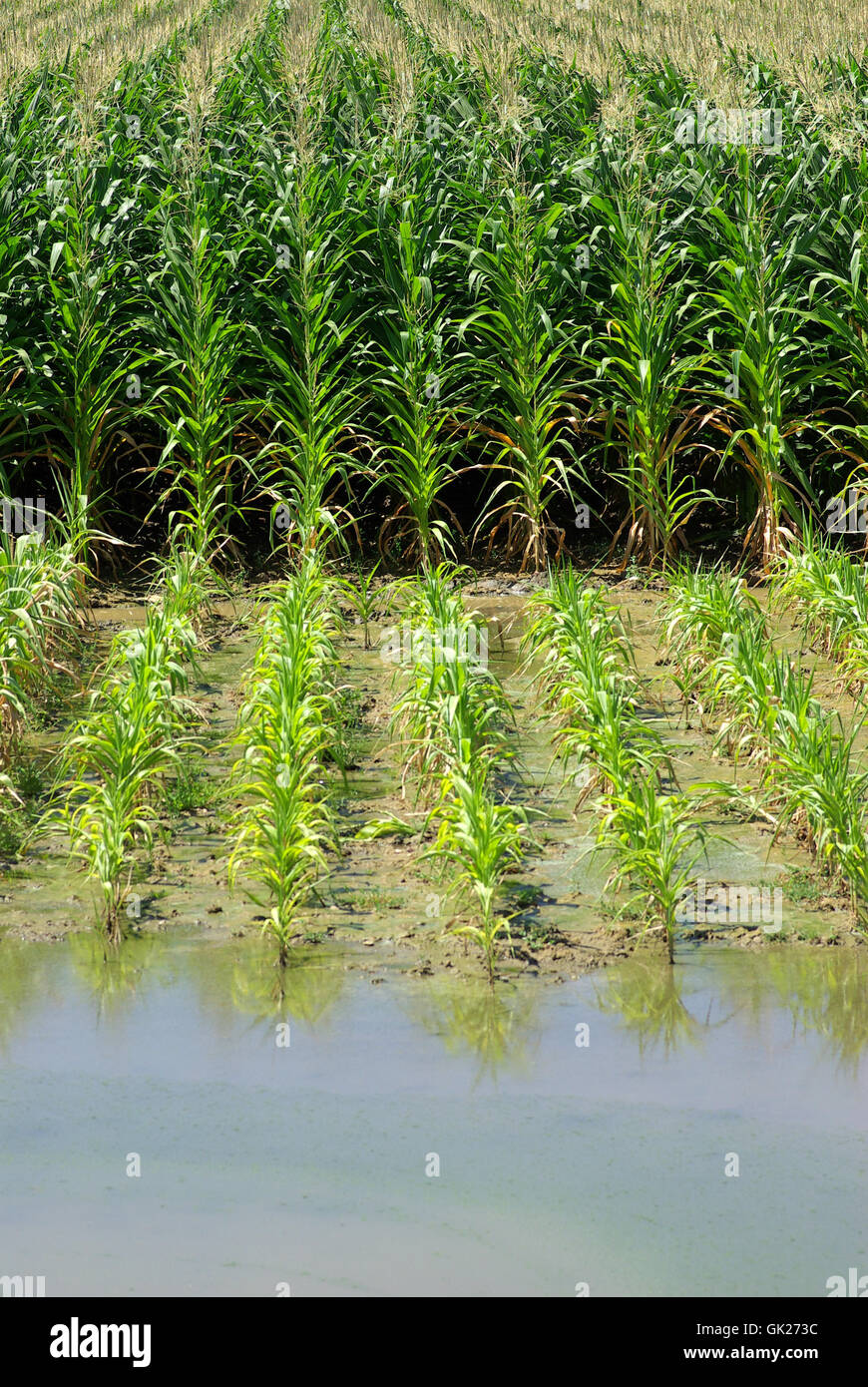 agricultural agriculture farming Stock Photo - Alamy