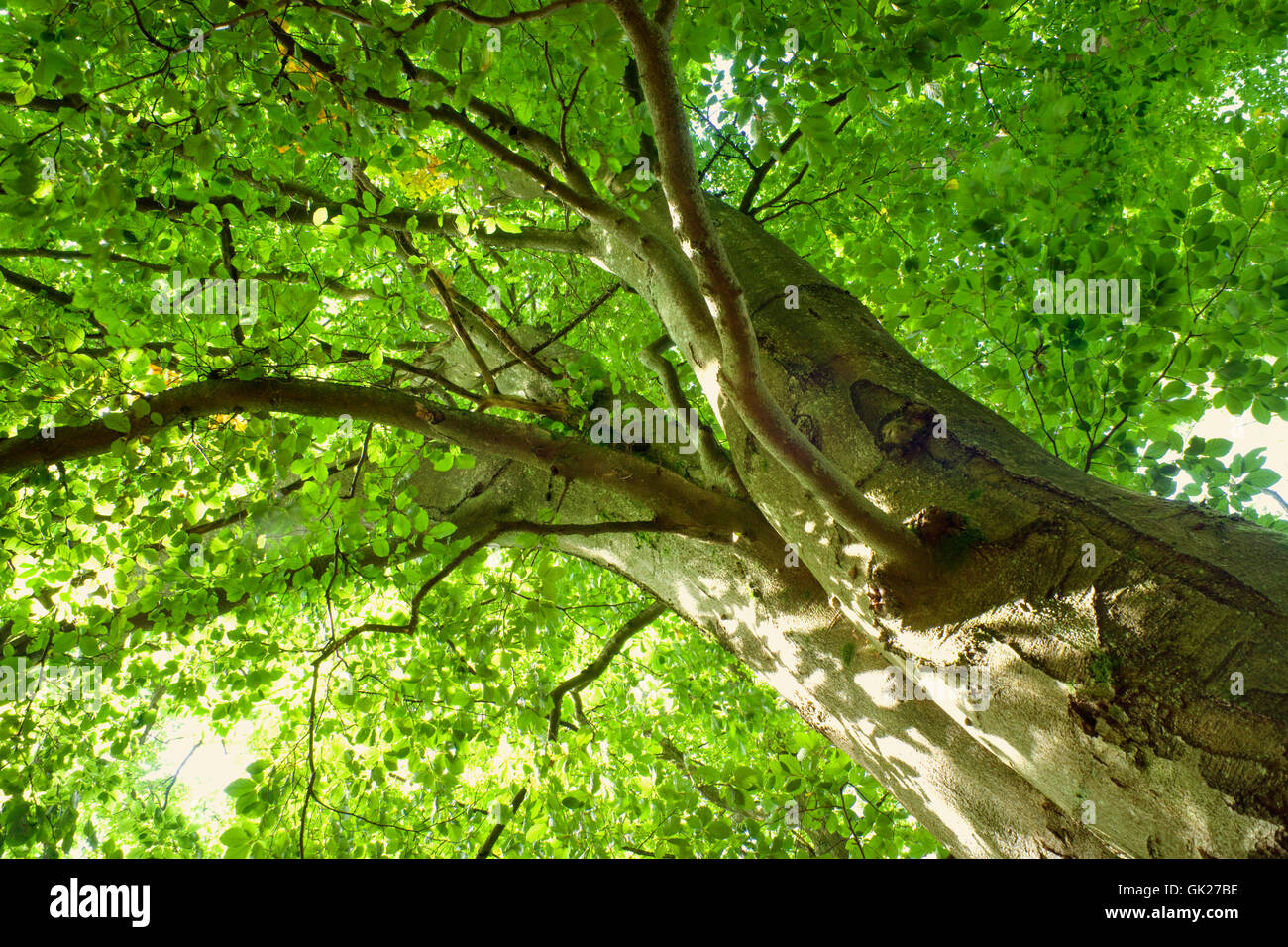 Branches ramified hi-res stock photography and images - Alamy
