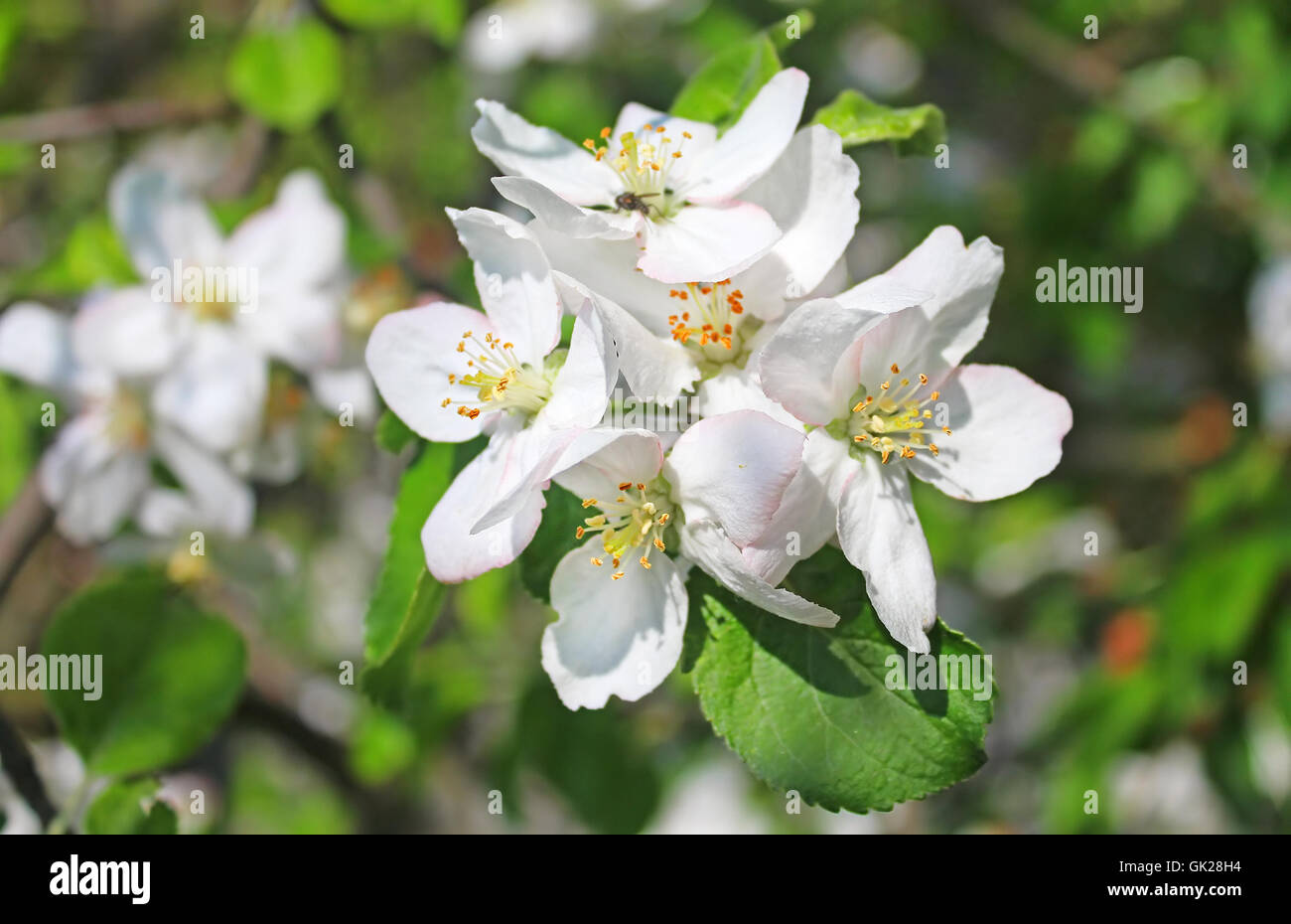 Apple blossom in the spring Stock Photo - Alamy