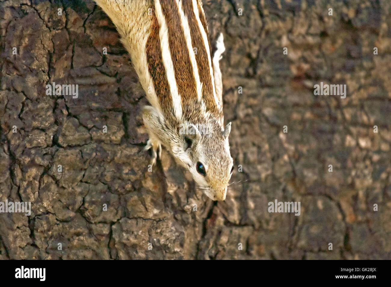 Indian palm squirrel (Funambulus palmarum) on a tree Stock Photo - Alamy