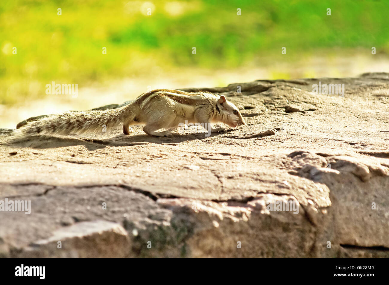 Indian palm squirrel (Funambulus palmarum Stock Photo - Alamy