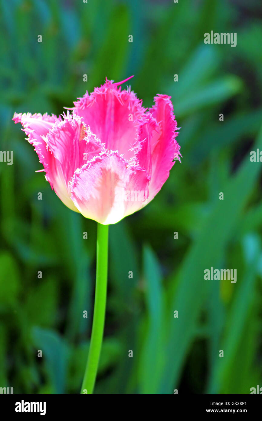 Pink tulip in the spring garden Stock Photo - Alamy