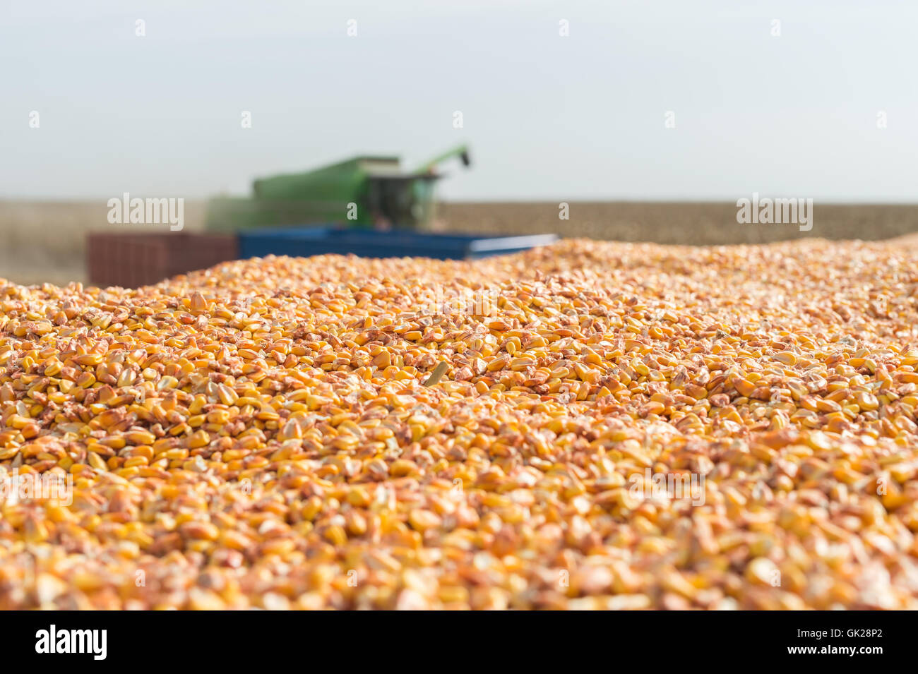 Grain corn closeup on field Stock Photo - Alamy