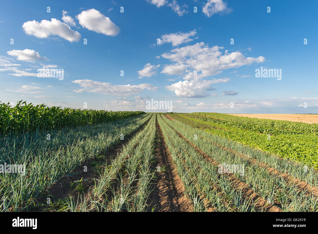 Spring onion growing hi-res stock photography and images - Alamy