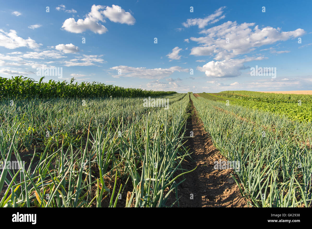 Spring onion in soil hi-res stock photography and images - Alamy