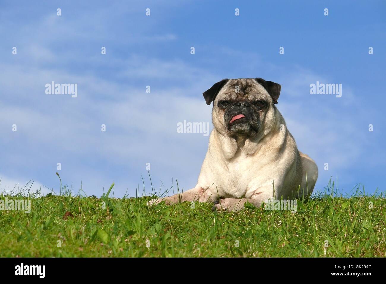 The english pug hi-res stock photography and images - Alamy