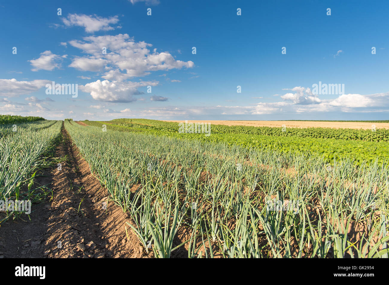 Spring onion growing hi-res stock photography and images - Alamy