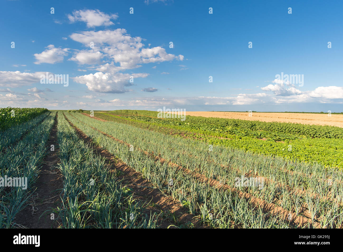 Spring onion in soil hi-res stock photography and images - Alamy