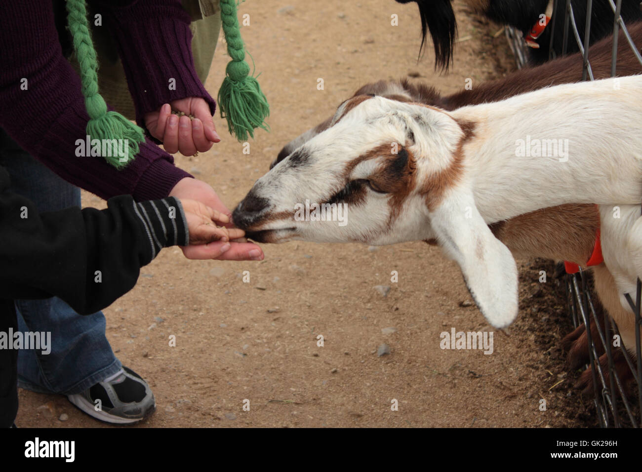 Child feeding goats hi-res stock photography and images - Alamy