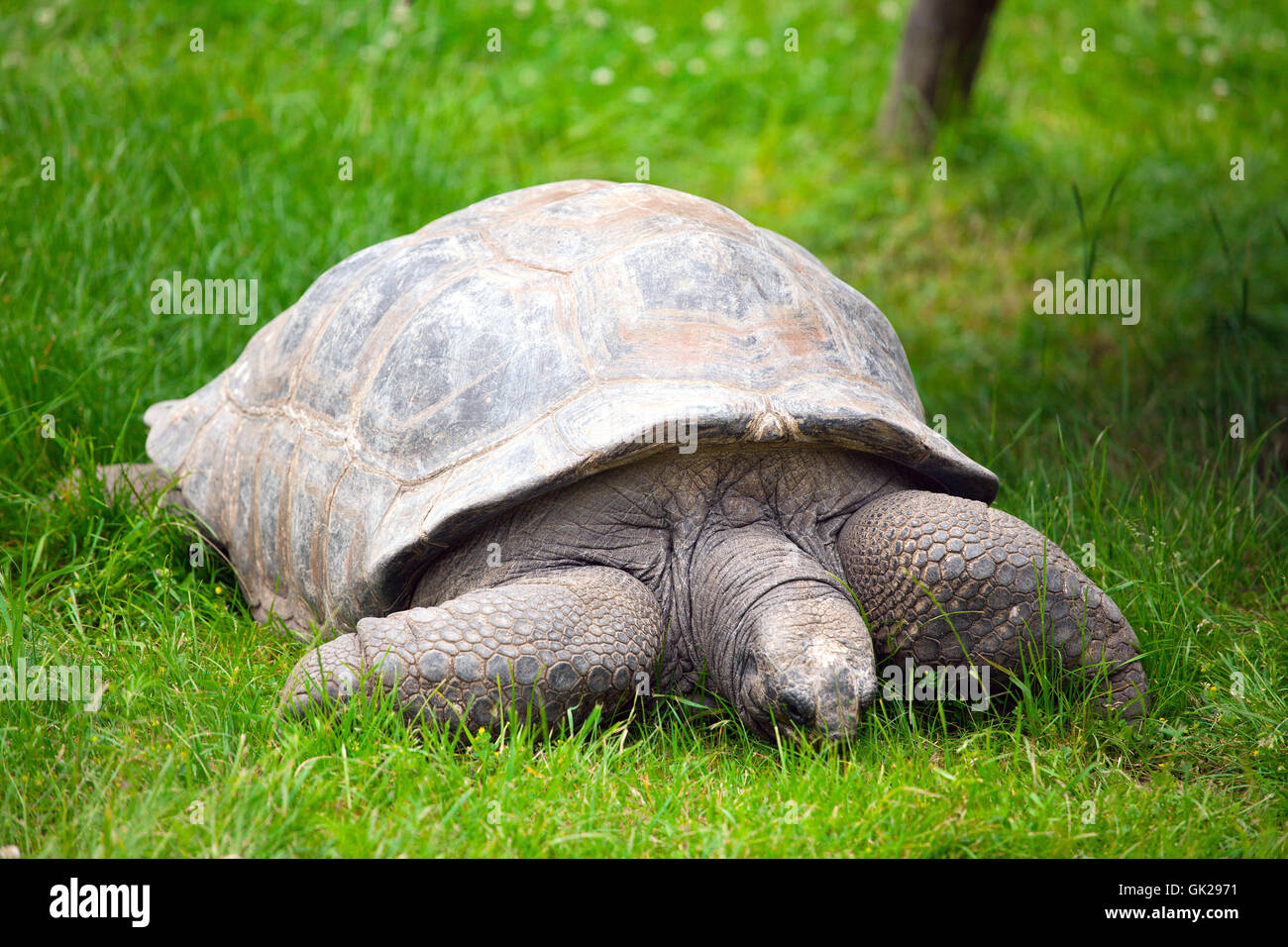Serene reptile hi-res stock photography and images - Alamy