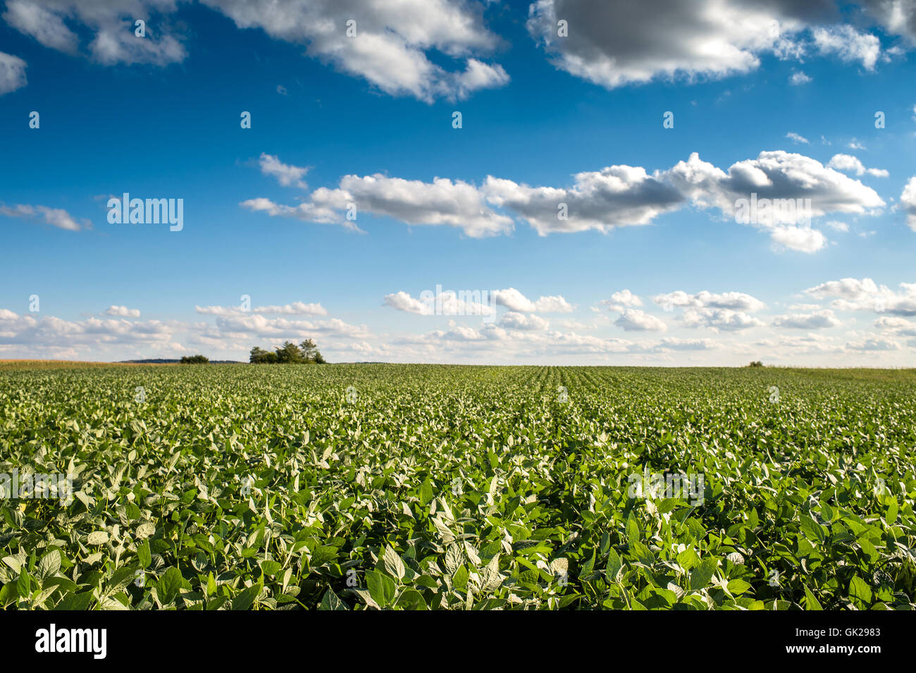 Soybean field hi-res stock photography and images - Alamy