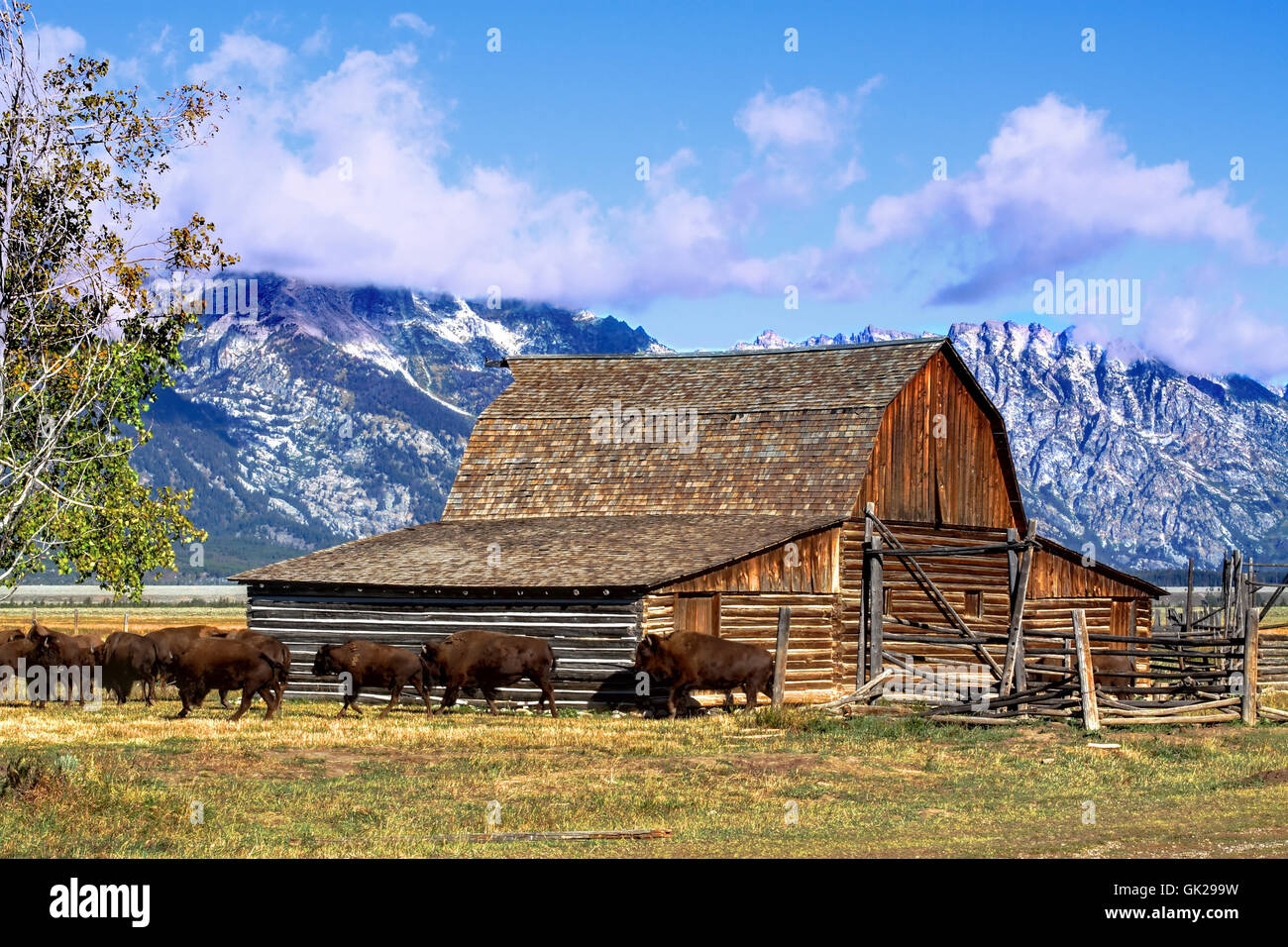Bison ranch hi-res stock photography and images - Alamy