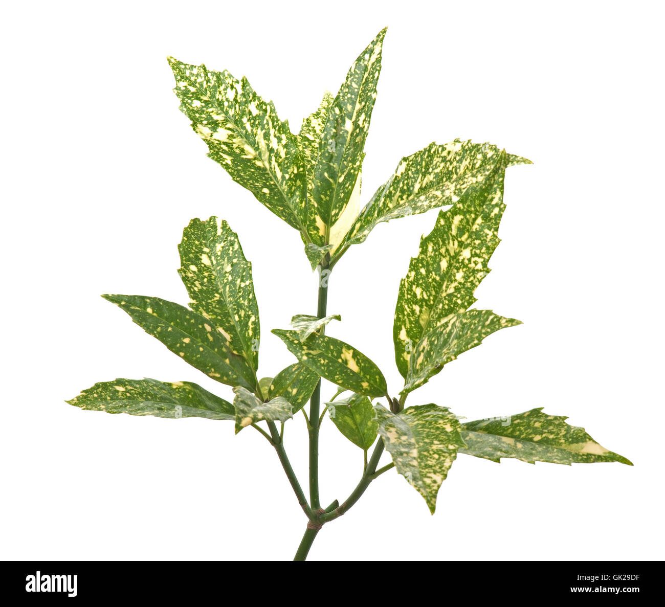 Birch leaf tea Cut Out Stock Images & Pictures - Alamy