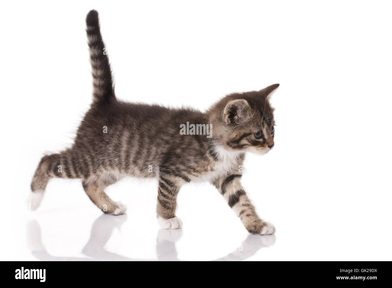 isolated animal pets Stock Photo - Alamy