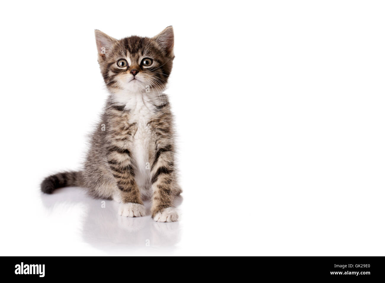 isolated animal pets Stock Photo - Alamy