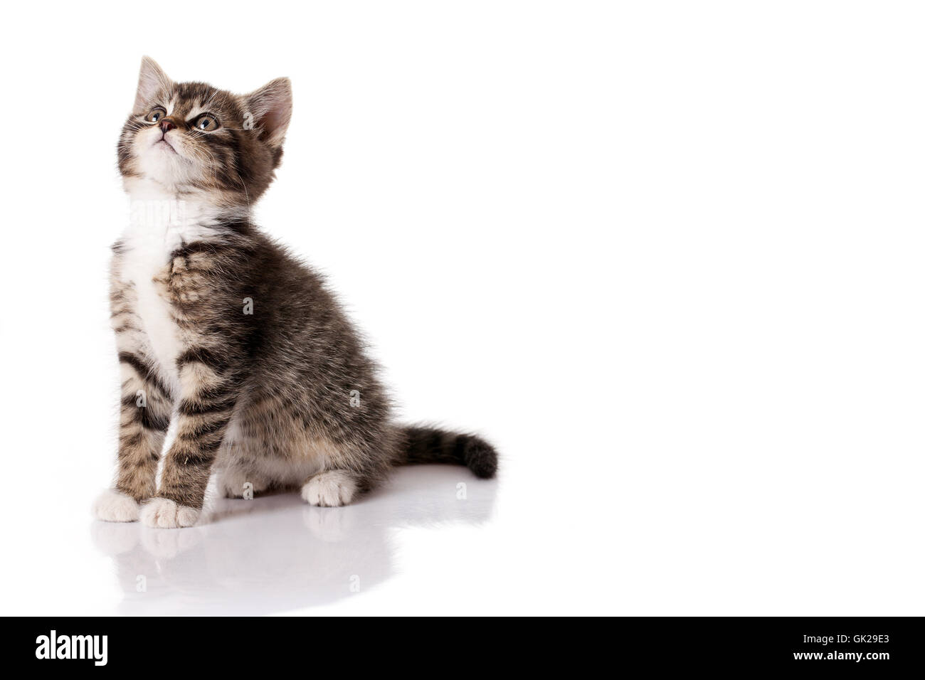 isolated animal pets Stock Photo - Alamy