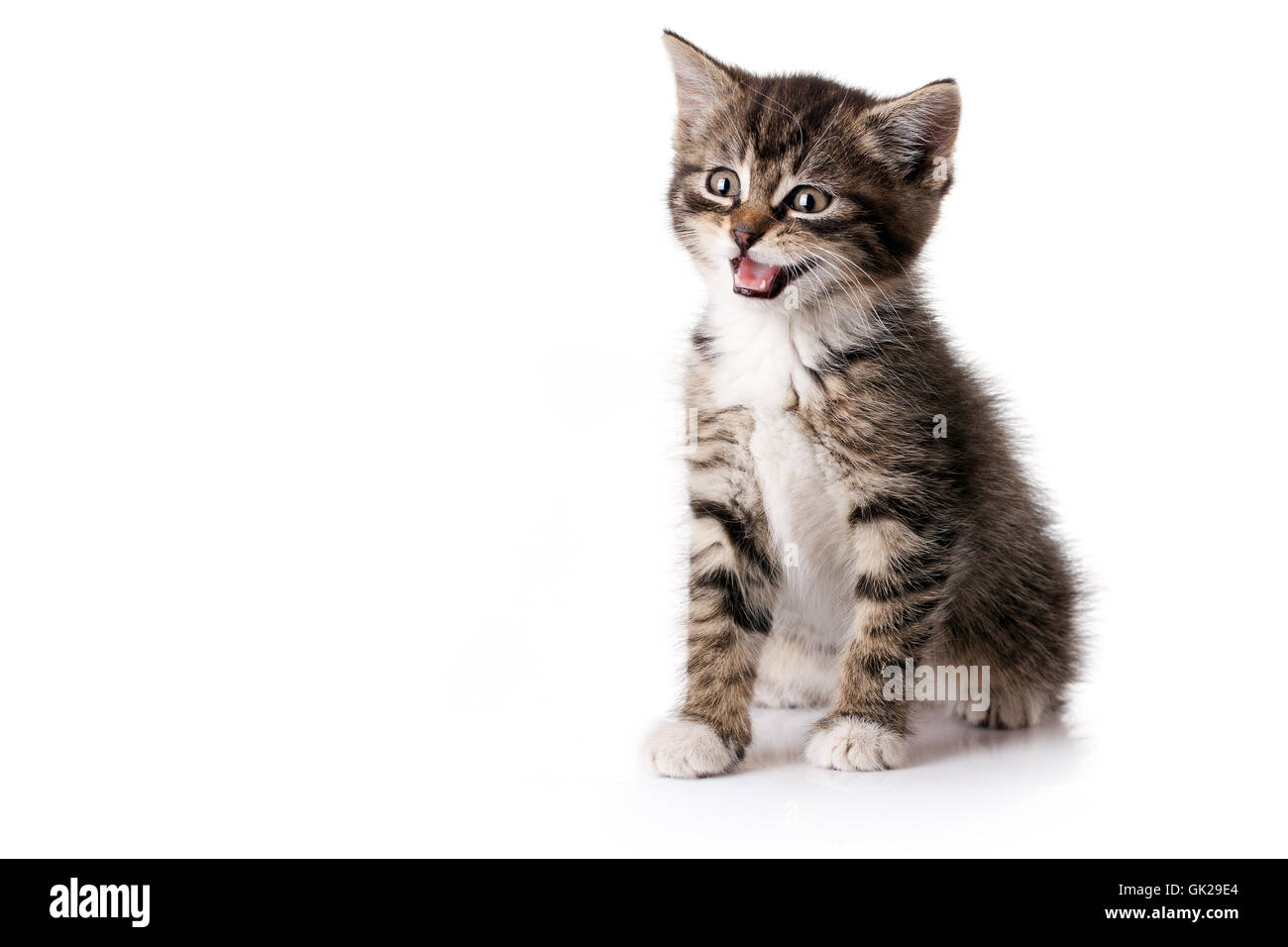 isolated animal pets Stock Photo - Alamy