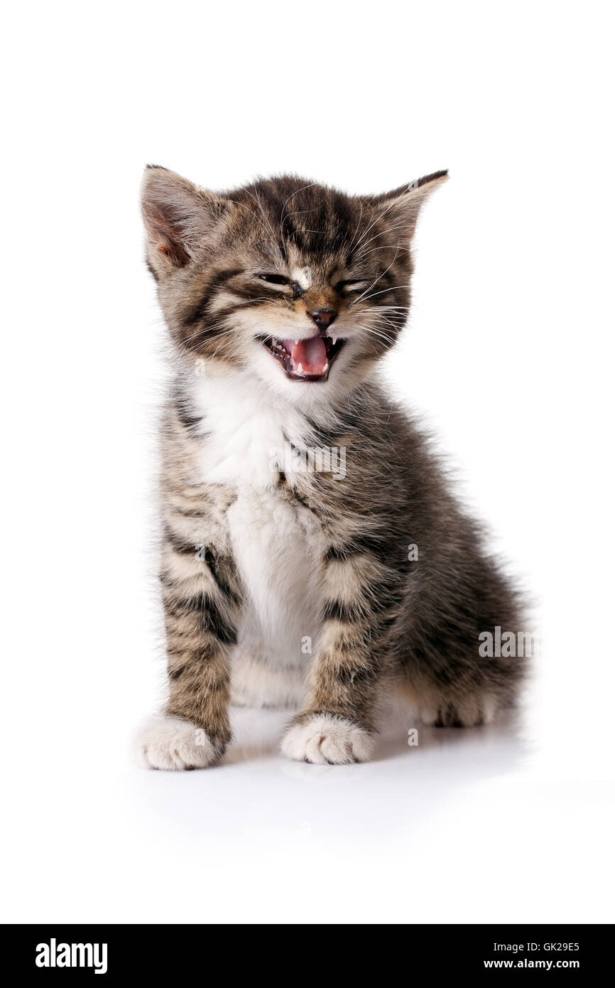 isolated animal pets Stock Photo - Alamy