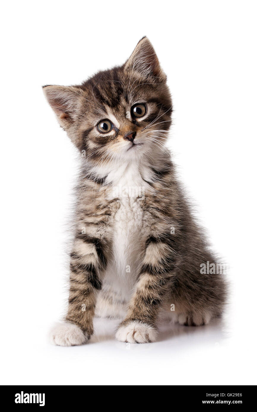 isolated animal pets Stock Photo - Alamy